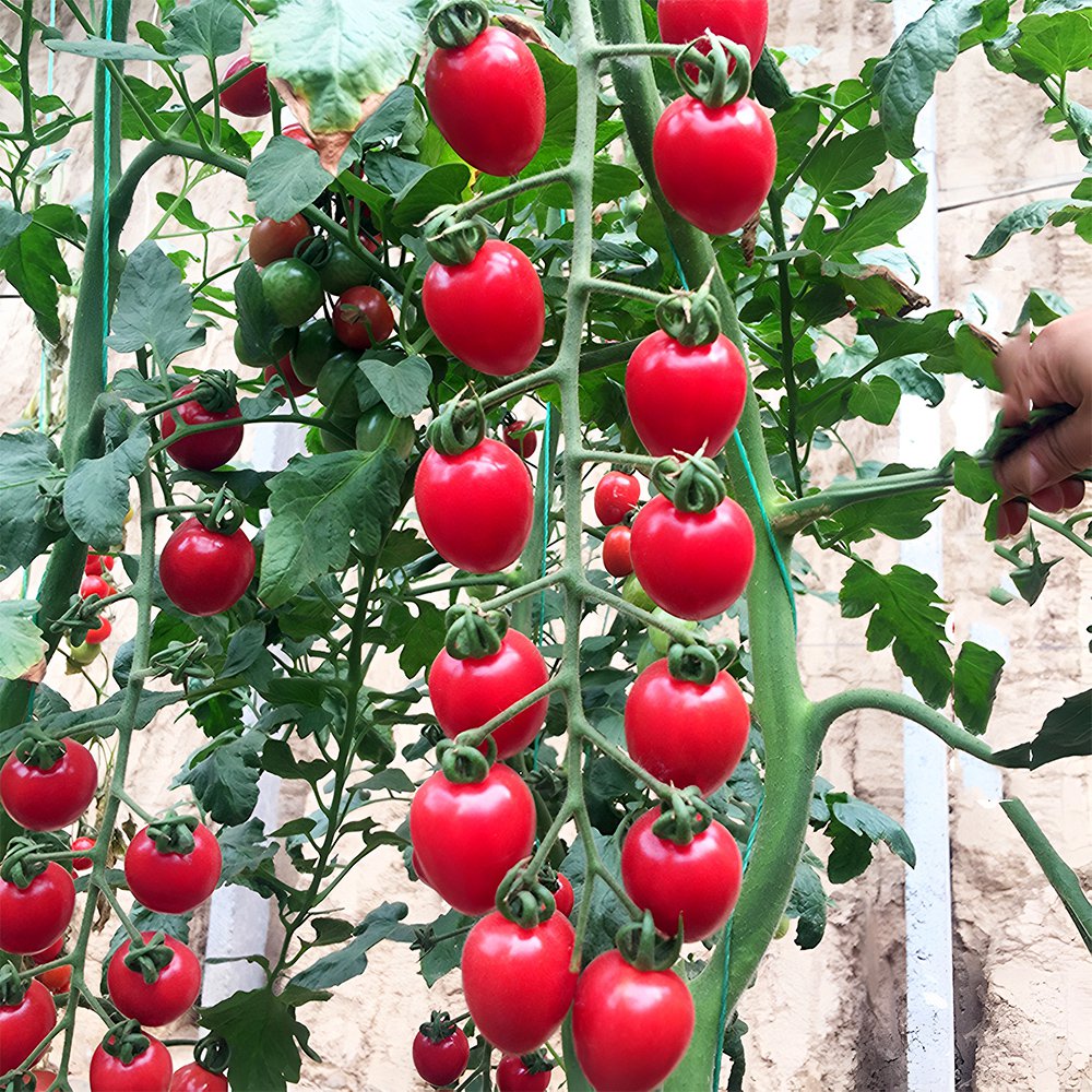 Blossom Cascade: 200 Seeds Of 'Waterfall' Tomato Seeds For Strong ...