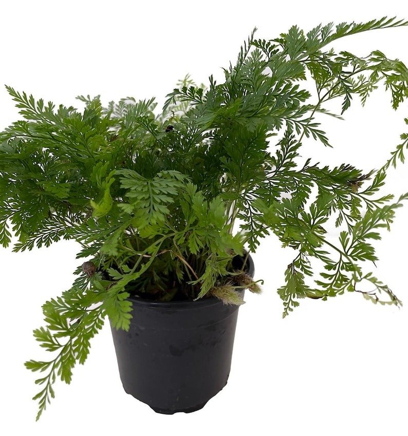 White Rabbit's Foot Fern 4" pot - Davallia Live Plant