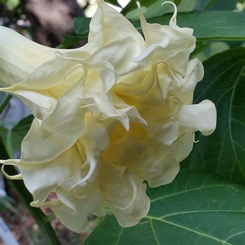 10 Triple Cream Angel Trumpet Seeds Flowers Seed Flower Brugmansia ...