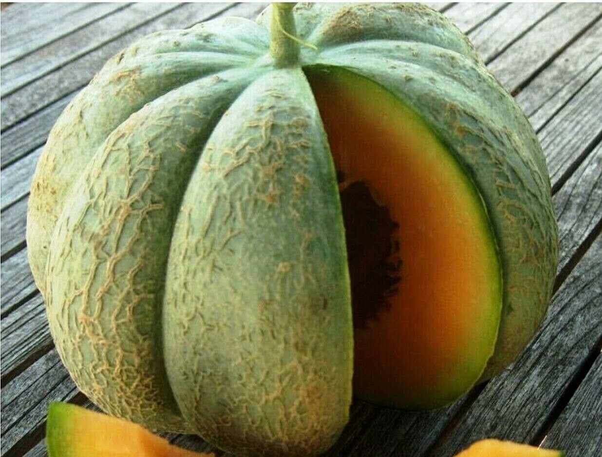 Oka Melon Seeds For Over 50 Kinds Of Melons Fresh Seeds Fast Shipping