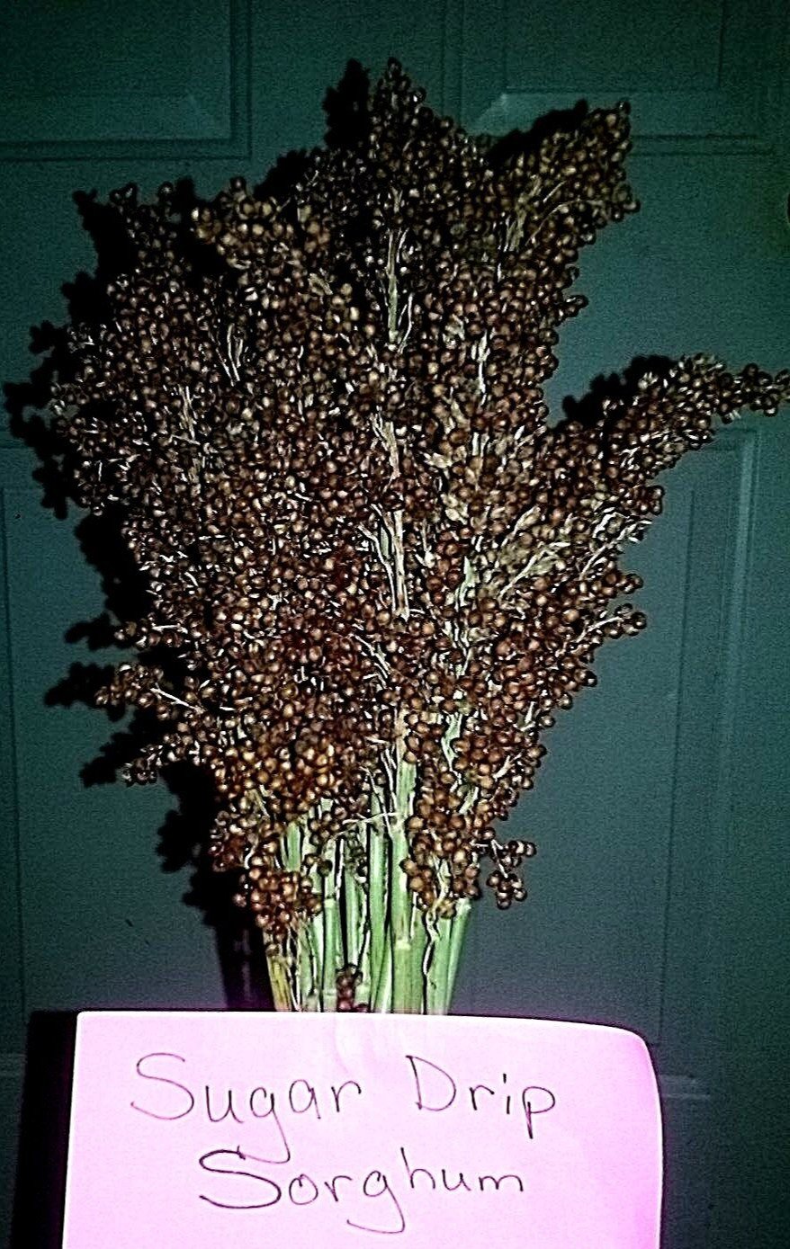Sugar Drip Sorghum 30 Seeds Make Your Own Syrup Grows 1012 Ft Plants ...