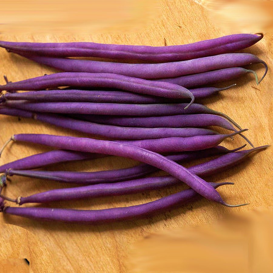 Celine Bush Beans Fresh Seeds Fast Shipping