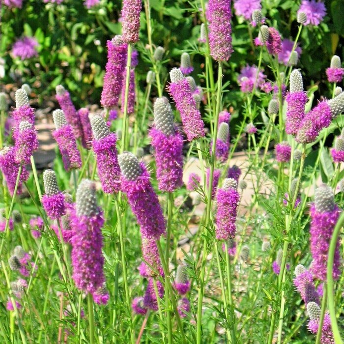 500 Purple Prairie Clover Seeds Prairie Wildflower Heat Cold Game Birds ...