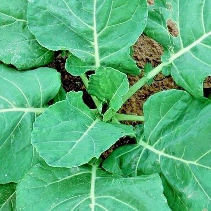 600 Vates Collard Greens Seeds Organic Vegetable Container Fresh Seeds ...
