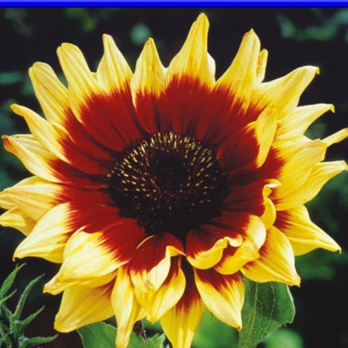 Magic Roundabout Sunflower Seeds Loads Of Small Heads Fresh Seeds Fast ...