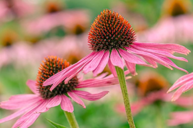 Echinacea purpurea | Purple Coneflower | Starter Plant Plug USA Seller