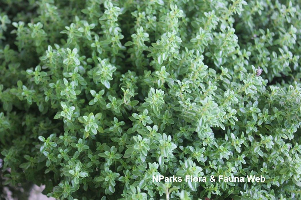 Starter Plant Plug | Thymus vulgaris | English Thyme USA Seller