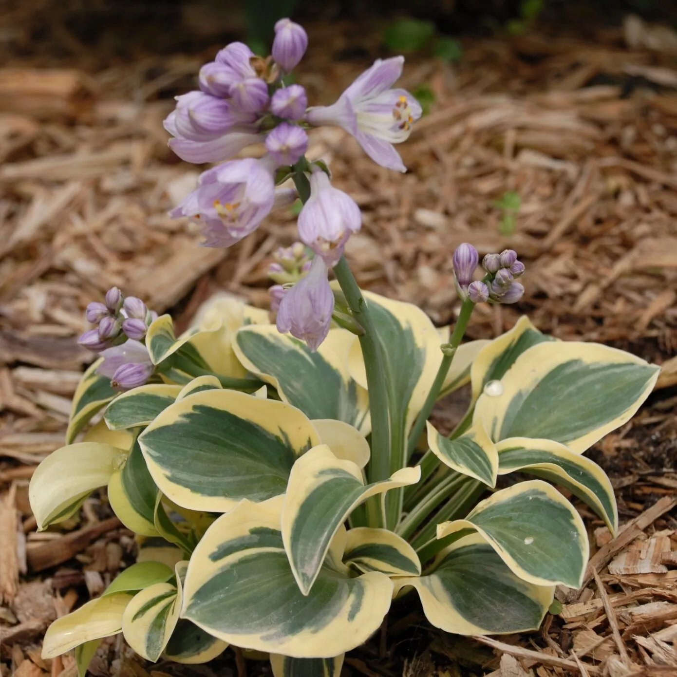 Hosta MIGHTY MOUSE mini thick Ears disease-free 2" pot USA Seller