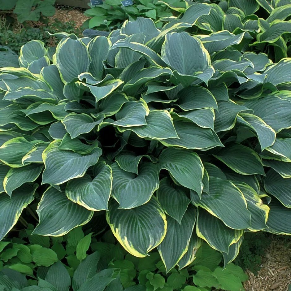 Hosta REGAL SPLENDOR large thick award winning 2.5" pot USA Seller
