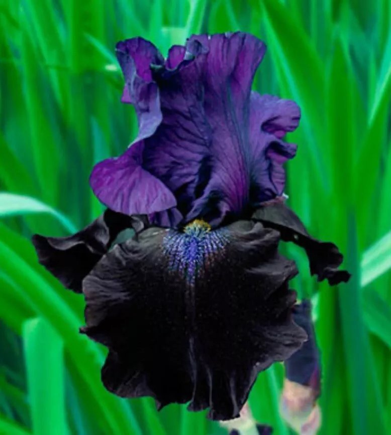 Bearded Iris Midnight Treat 1 Flower Plant Bulb Bare Root Purple ...