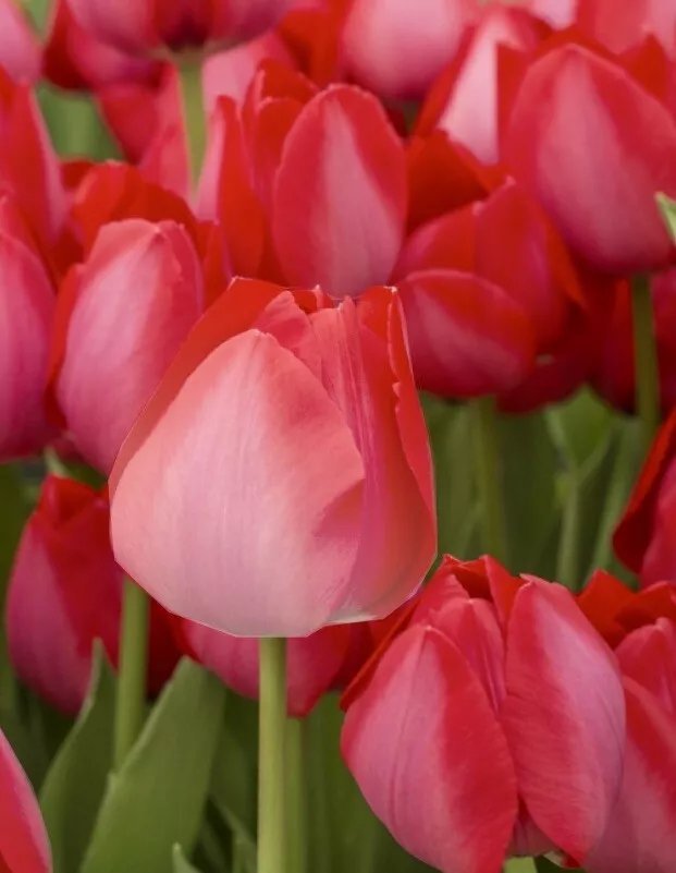 Tulip Deep Rose Red Silver Sheen Ruby Spryng Tide 5 Flower Plant Bulbs ...