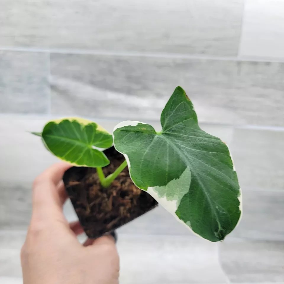 Alocasia Mickey Mouse, Rare Variegated Elephant Ear, Easy Care plant in ...