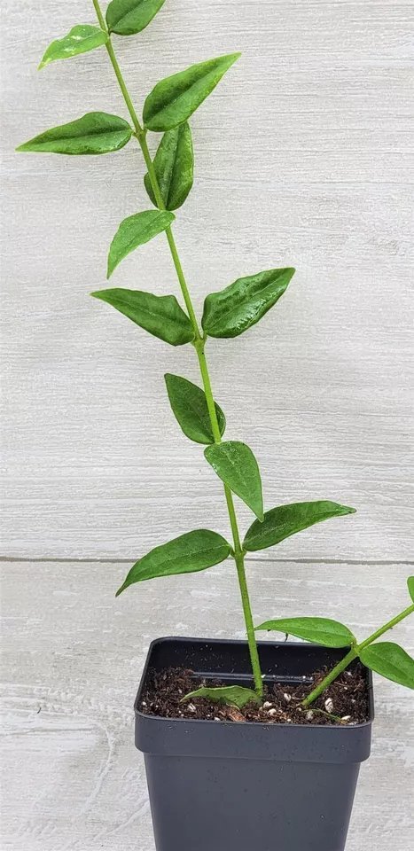Hoya Bella live rare house plants in 3 inch nursery planted pot USA Seller