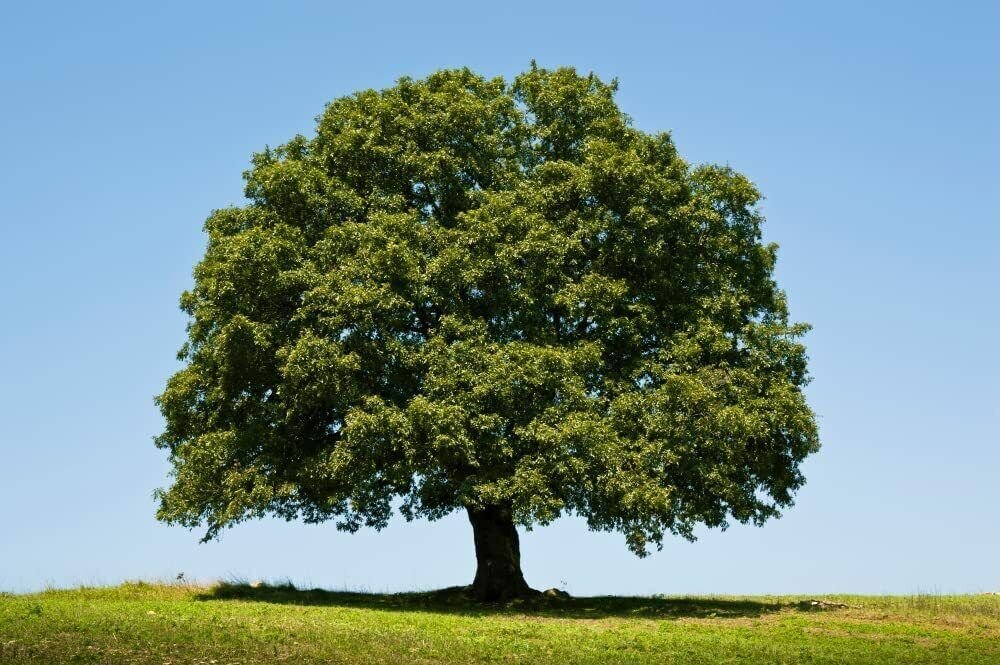 5 Big White Oak Tree Seeds For Planting Gardening Beautiful USA SHIPPING