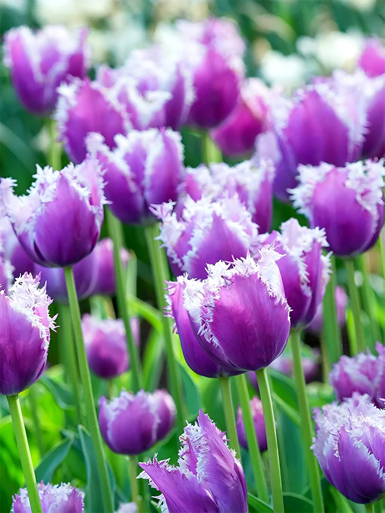 Crunchy Cummins Fringed Tulip Garden USA SHIPPING
