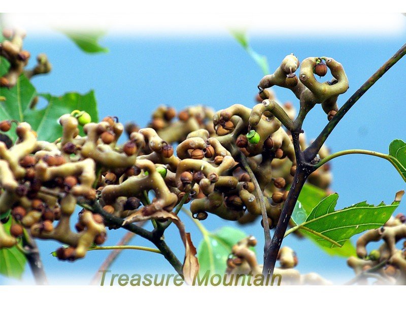 100 Seeds Rare Japanese Raisin Tree Seeds Hovenia Dulcis Garden USA ...