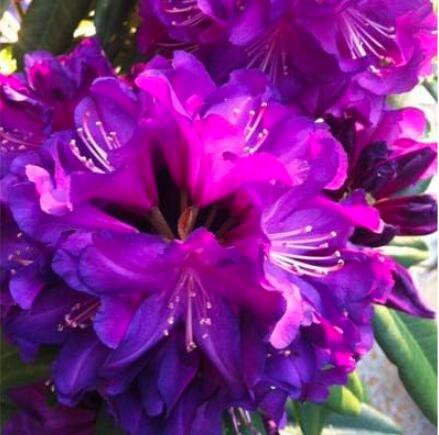 100 Pcs Rare Azalea Rhododendron Plant Seeds Like Geranium Lilies ...