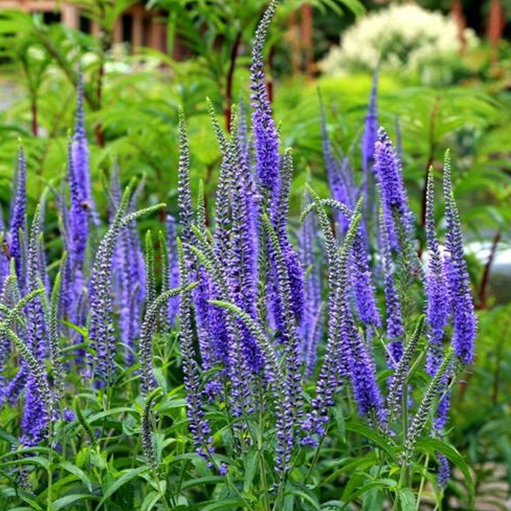 500 Pcs Blue Spike Speedwell Seeds