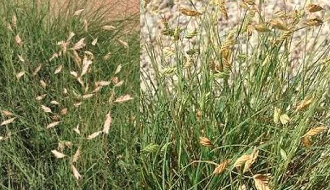 50 Pcs Buchloe Dactyloides Grass Seeds