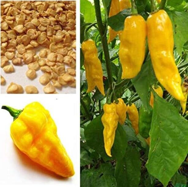 Hot Chilli Habanero Devils Tongue Yellow Chilli Seeds