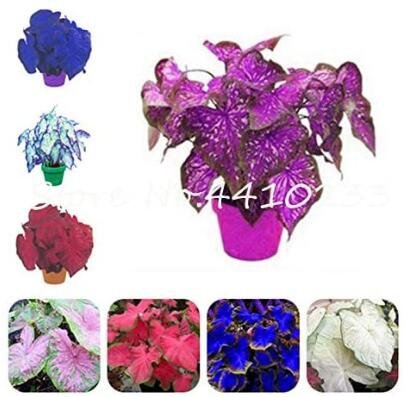200 Pcs Caladium Dwarf Plants Seeds Bonsai Burnt Rose Elephant Ears Seed