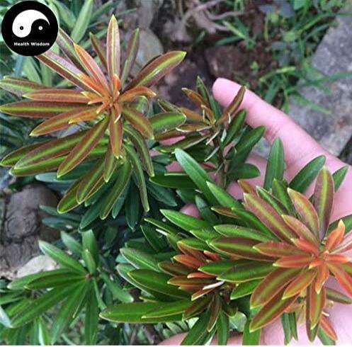 60 Pcs Podocarpus Macrophyllus Tree Seeds Bonsai Luo Han Song Evergreen