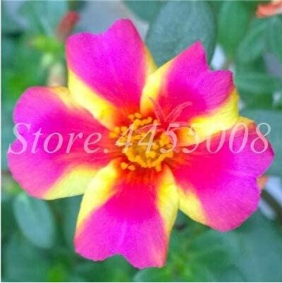 100 Pcs Exotic Portulaca Grandiflora Seeds Moss-rose Purslane Double ...