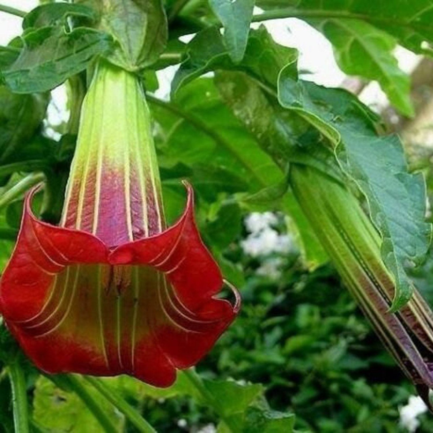 Brugmansia Sanguinea Red Angels Trumpet Red Brugmansia Red Datura Tree ...