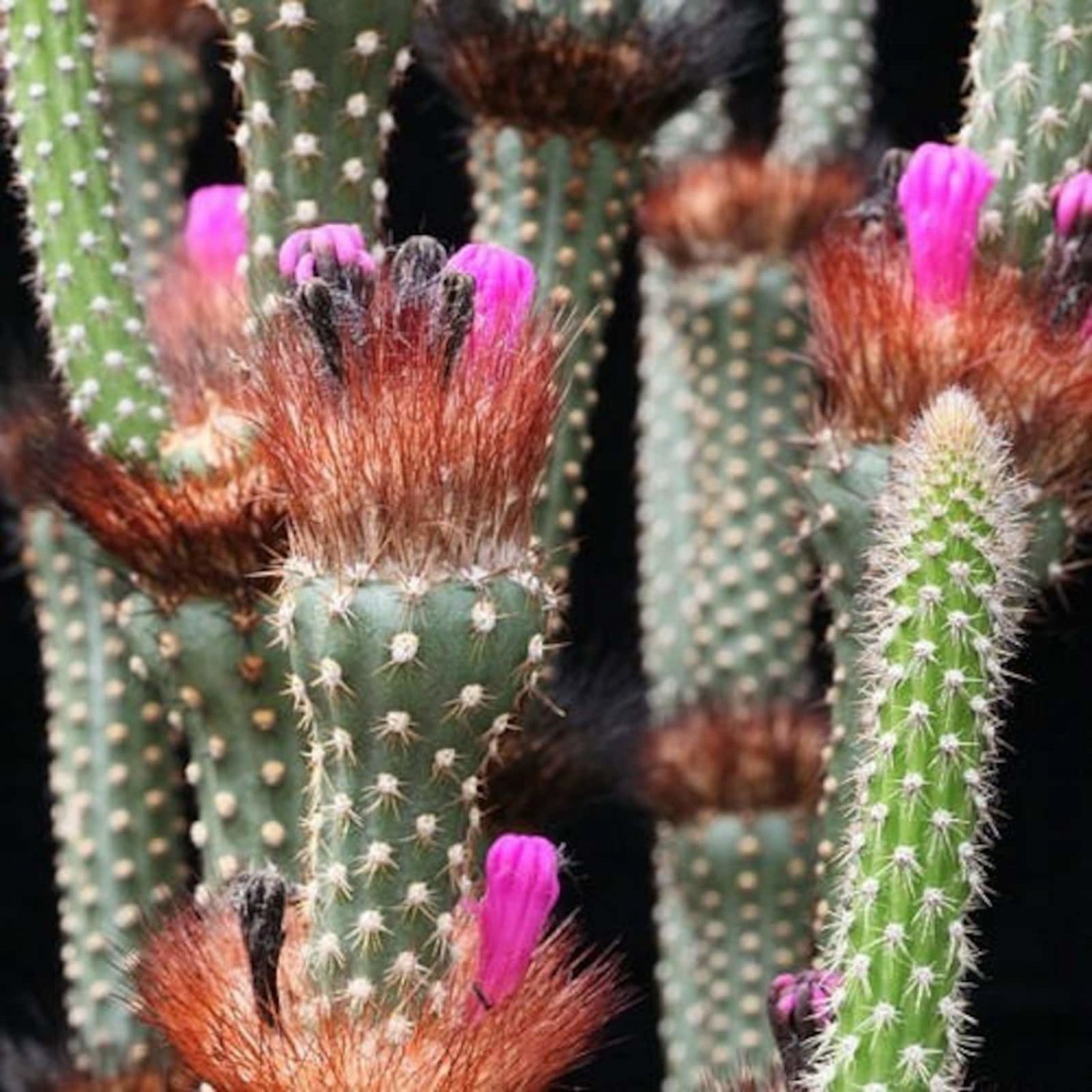Fresh Seeds USA Neon Broom Cactus Seeds Arrojadoa penicillata 20 Seeds