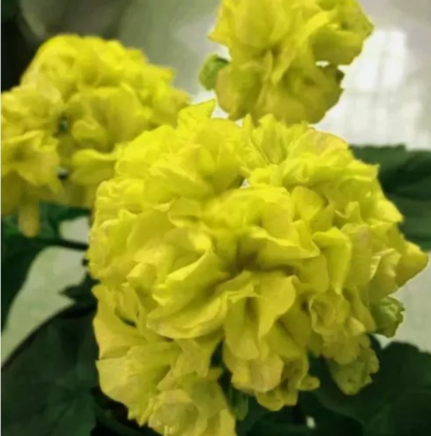 Green Yellow Geranium 50 Seeds Pelargonium Garden Flowers