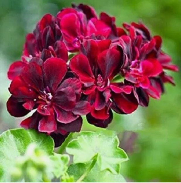 Dark Red Geranium 50 Seeds Pelargonium Garden Flowers