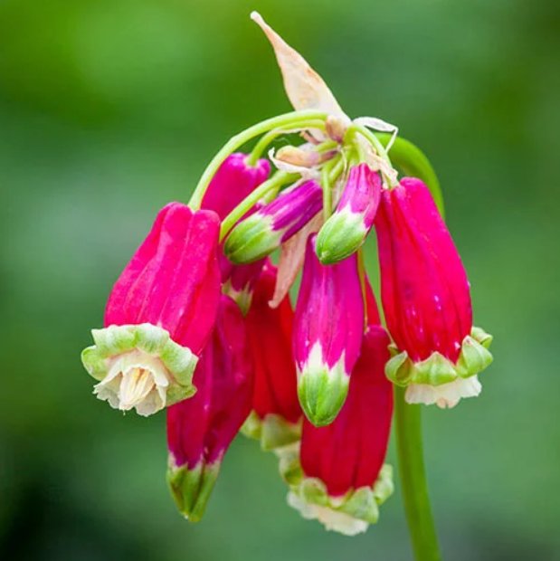 50 Seeds Firecracker Flower