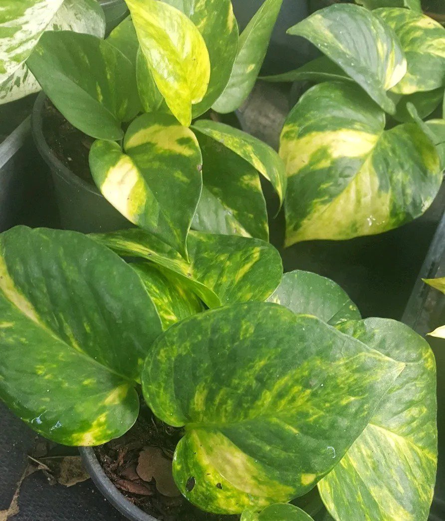 Golden Pothos Devil's Ivy 6 Leaves per 4" Pot~Houseplant Indoors/Outdoors