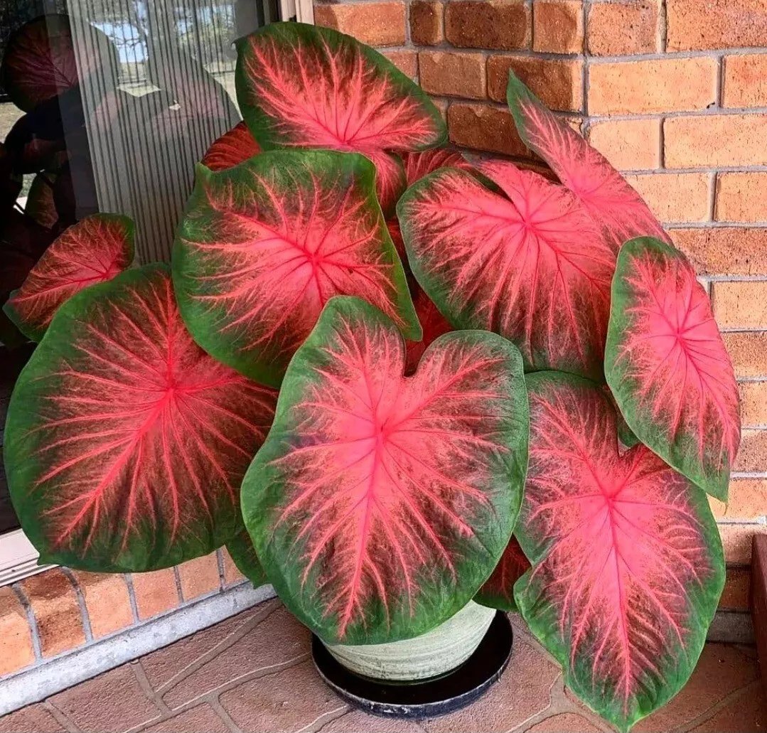 1 Fancy Caladium Red Belly 1 Bulb for Planting. Elephant Ear USA Seller