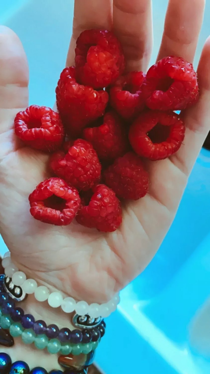500 Red Raspberry Seeds Berry Vine Fruit Homegrown Edible Fresh Garden ...