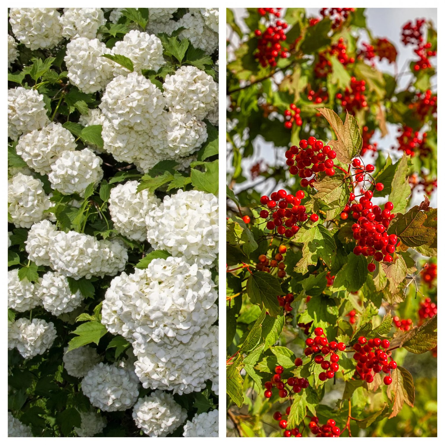 30 European Cranberry Snowball Tree Guelder Rose Viburnum Opulus Red ...