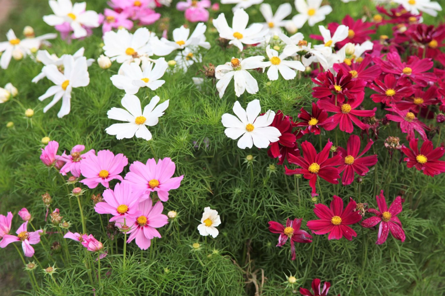300 Mixed Colors Dwarf Cosmos Bipinnatus Red Pink White Fast Grow ...