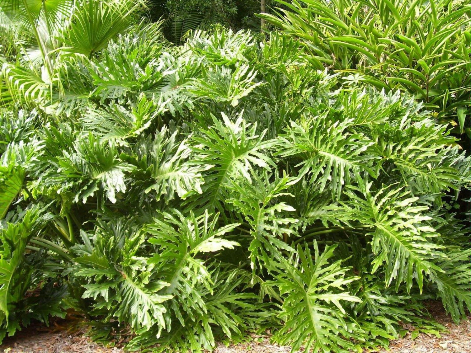 15 Lacy Tree Philodendron Split Leaf Cut Leaf Selloum House Plant Seeds ...