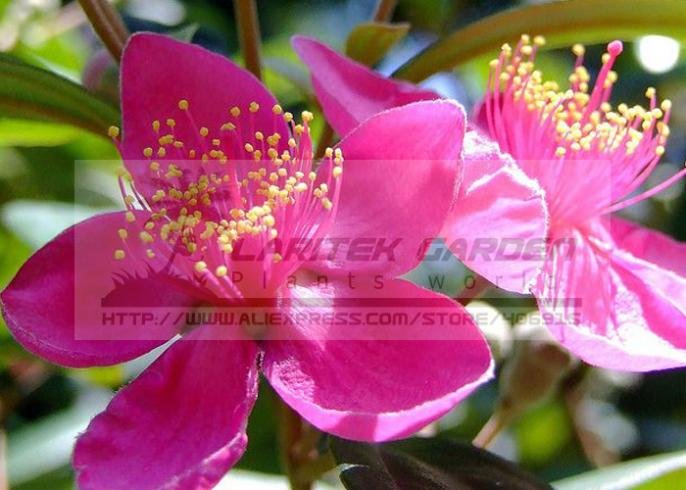 50 Seeds Rhodomyrtus Tomentosa Moaning Myrtle Seeds Hill Gooseberry ...