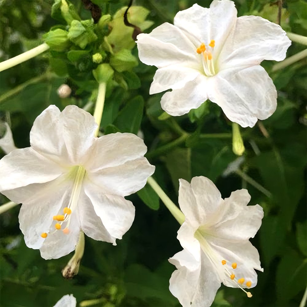 50 Seeds White Four O Clock Flower Mirabilis Jalapa Beautiful Garden ...