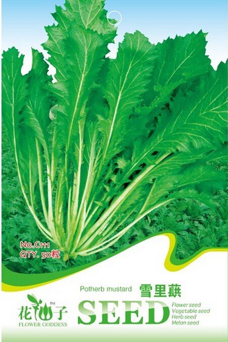 Green Potherb Mustard Organic Chinese Sauerkraut Vegetable 50 Beautiful ...