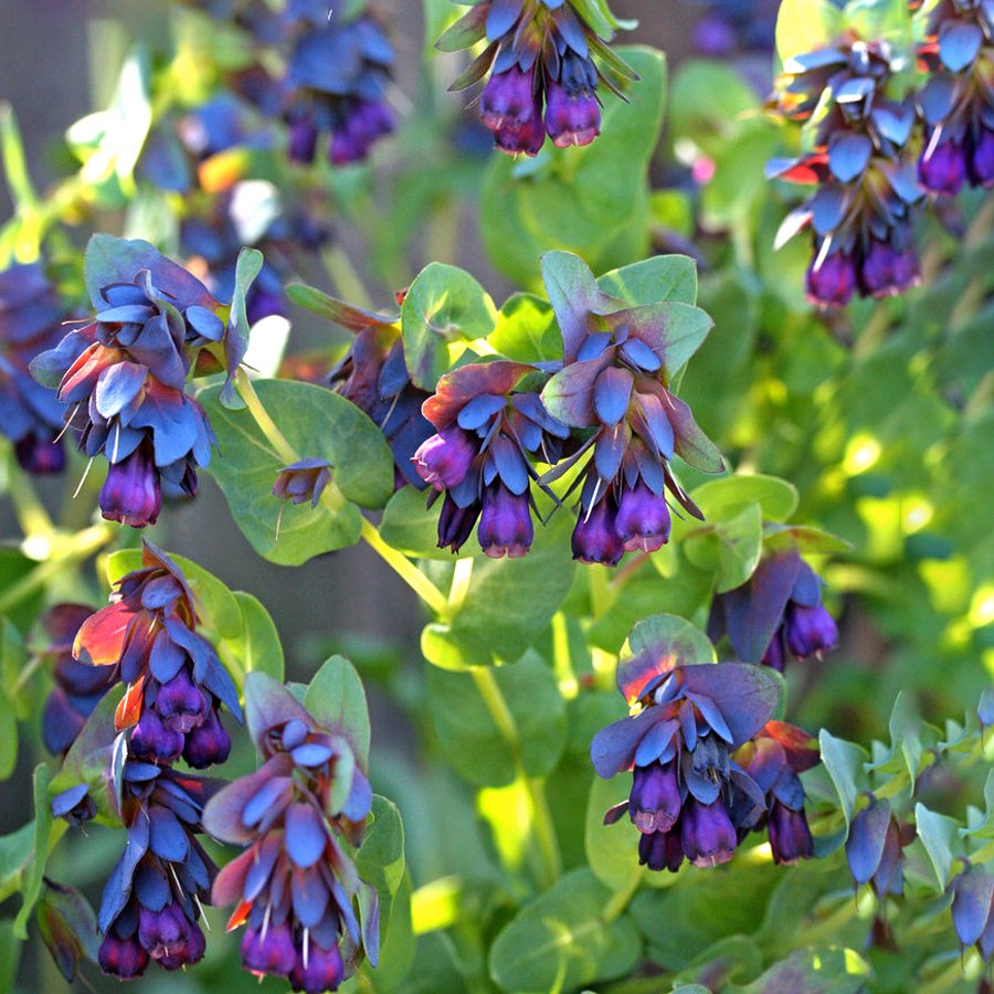 Honeywort Blue Shrimp Plant Blue Wax Flowers Purpurascens Cerinthe ...