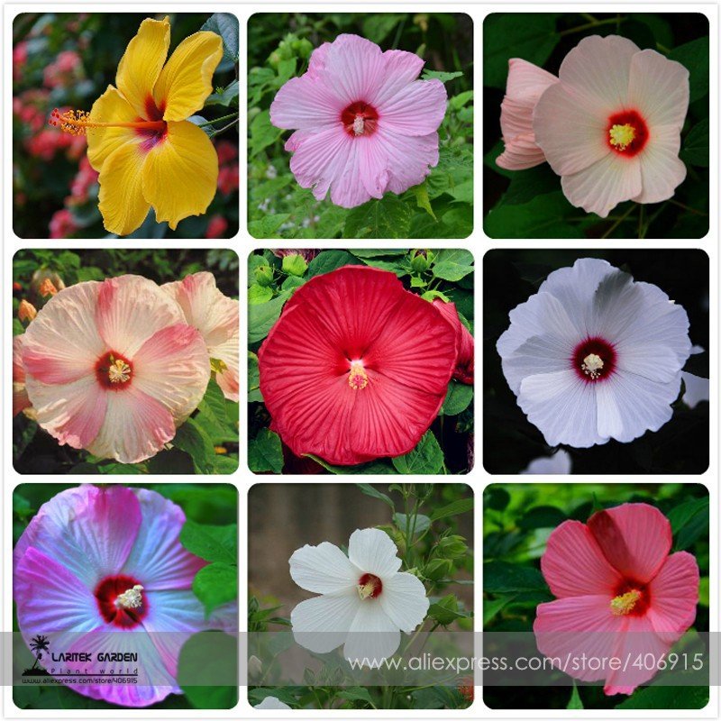 Hibiscus Moscheutos Mixed 9 Colors Mallow Rose Flower 20 Pack Beautiful ...