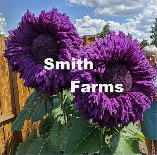 50 Seeds Fluffy Purple Teddy Bear Sunflowers Planting Sun Flowers
