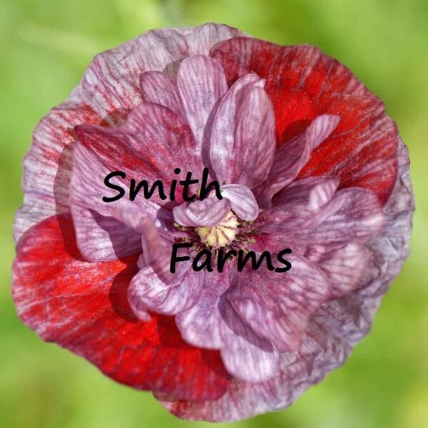 200 Seeds Red Pandora Poppy Flowers Plant Garden
