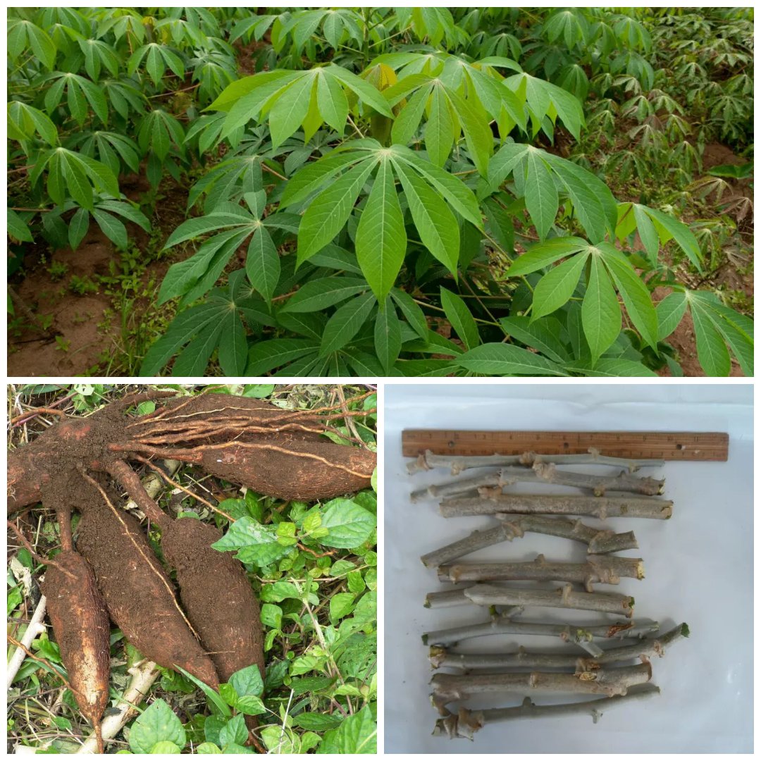 Cassava plant Cuttings fresh (5inch) Stem root Manioc 100% GERMINATE 3 ...