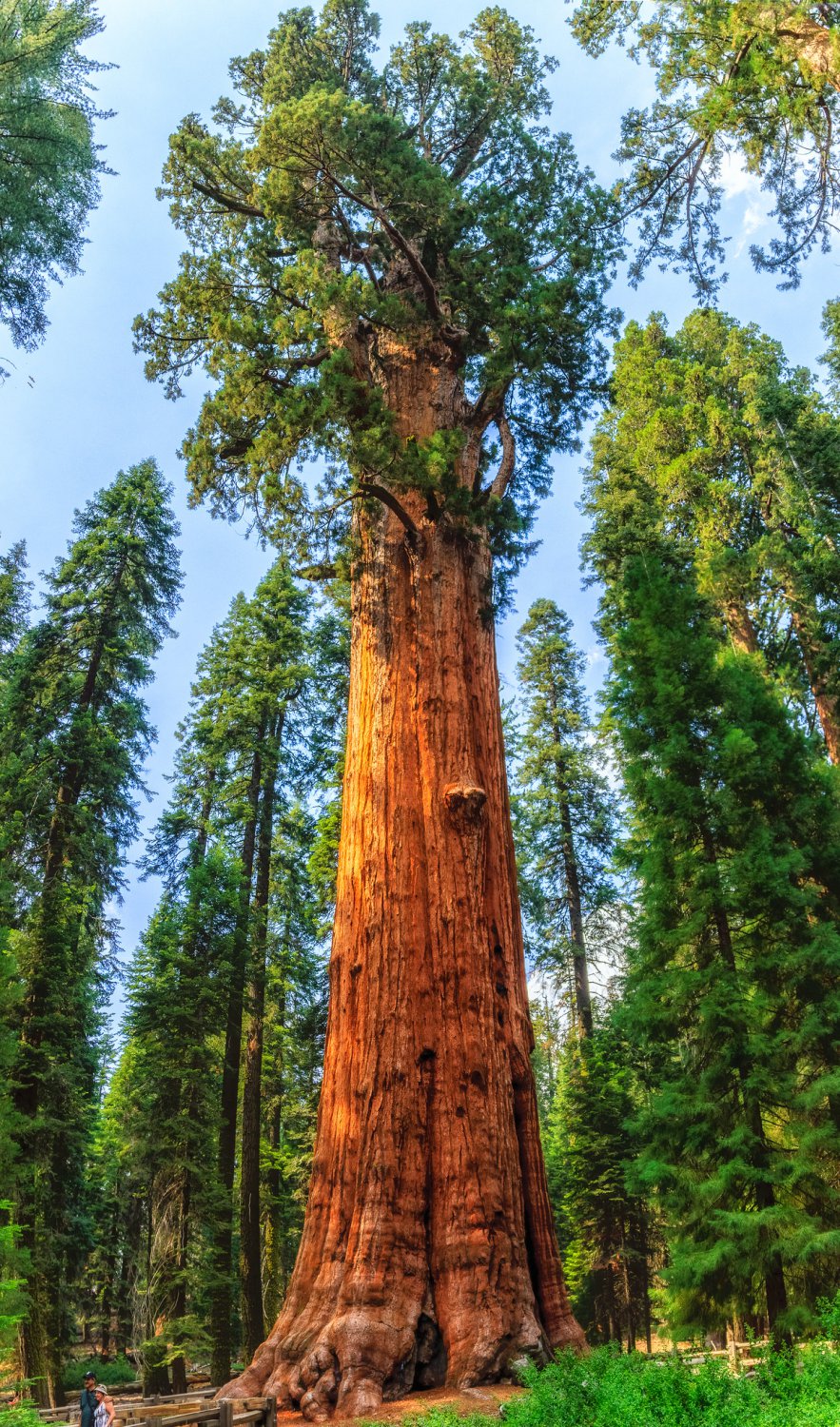 Giant Sequoia 50 Seeds Sequoiadendron giganteum