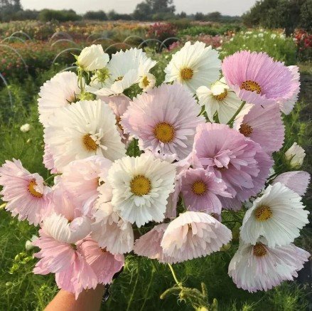 200+ Beautyiful Cupcake Blush Cosmos Seeds for Garden Planting