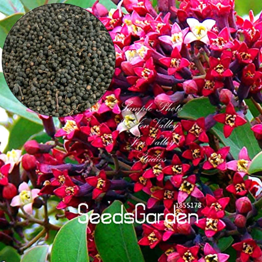 100 /Lot Indian Sandalwood Tree Seeds for Garden and Planting