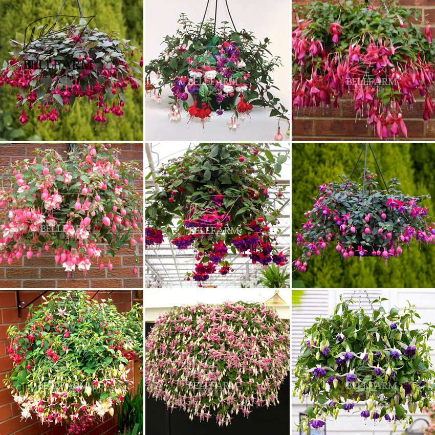 SIXTEENHOKI 100 Hanging Bonsai Fuchsia Perennial Flowers Seeds Heirloom ...